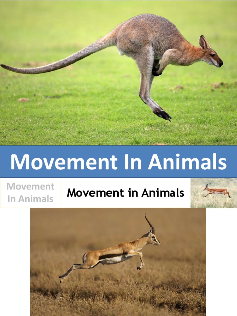 Movement in Animals | PDF | Terrestrial Locomotion | Animal Locomotion