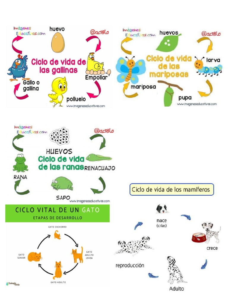 Ciclo de Vida de Los Animales | PDF