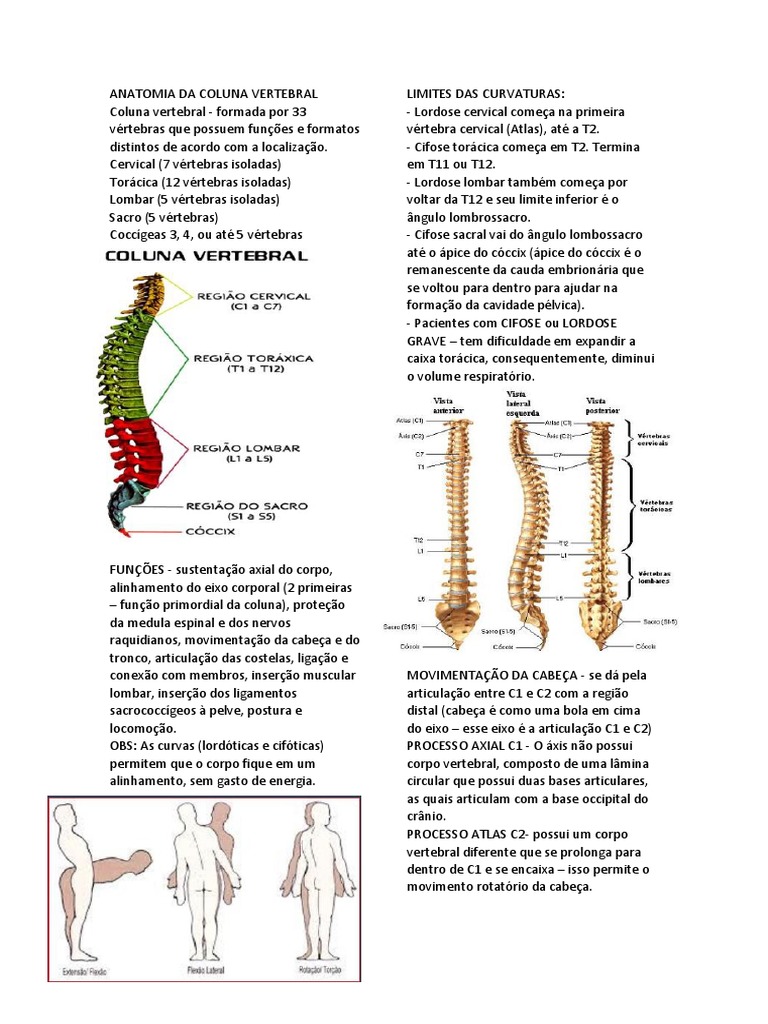 Anatomia e funções da coluna vertebral: curvaturas, vértebras ...
