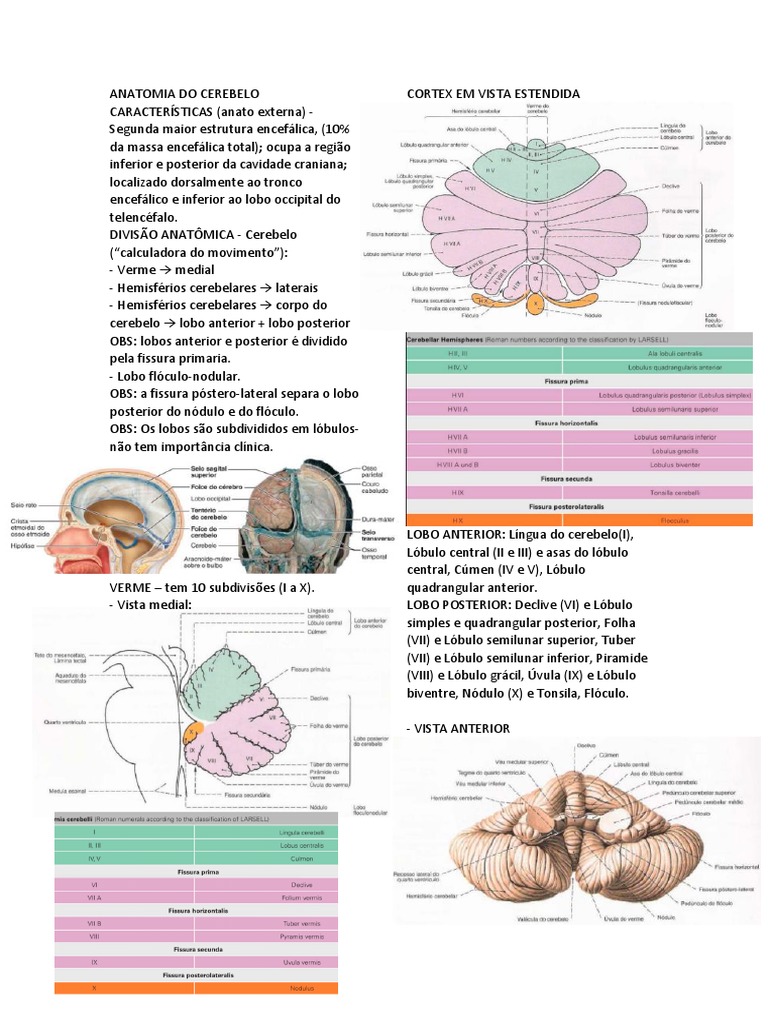 Aula 4 - ANATOMIA DO CEREBELO | PDF | Cerebelo | Cérebro