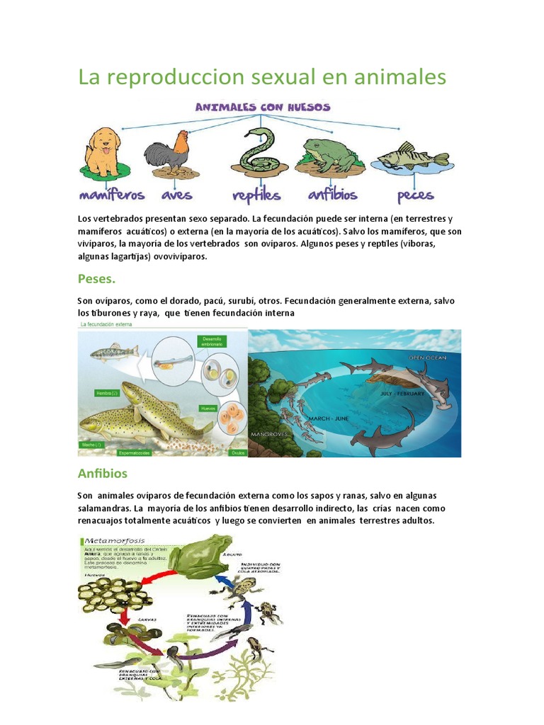 La Reproduccion Sexual en Animales | PDF | Reptil | Huevo