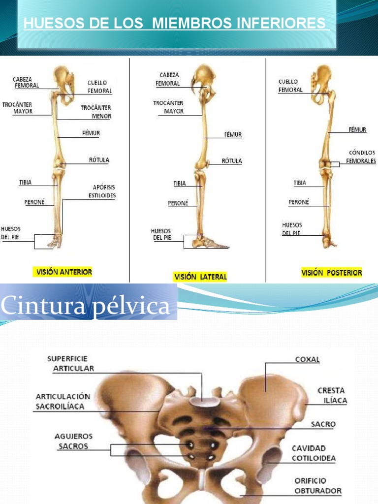 Huesos de Los Miembros Inferiores | PDF