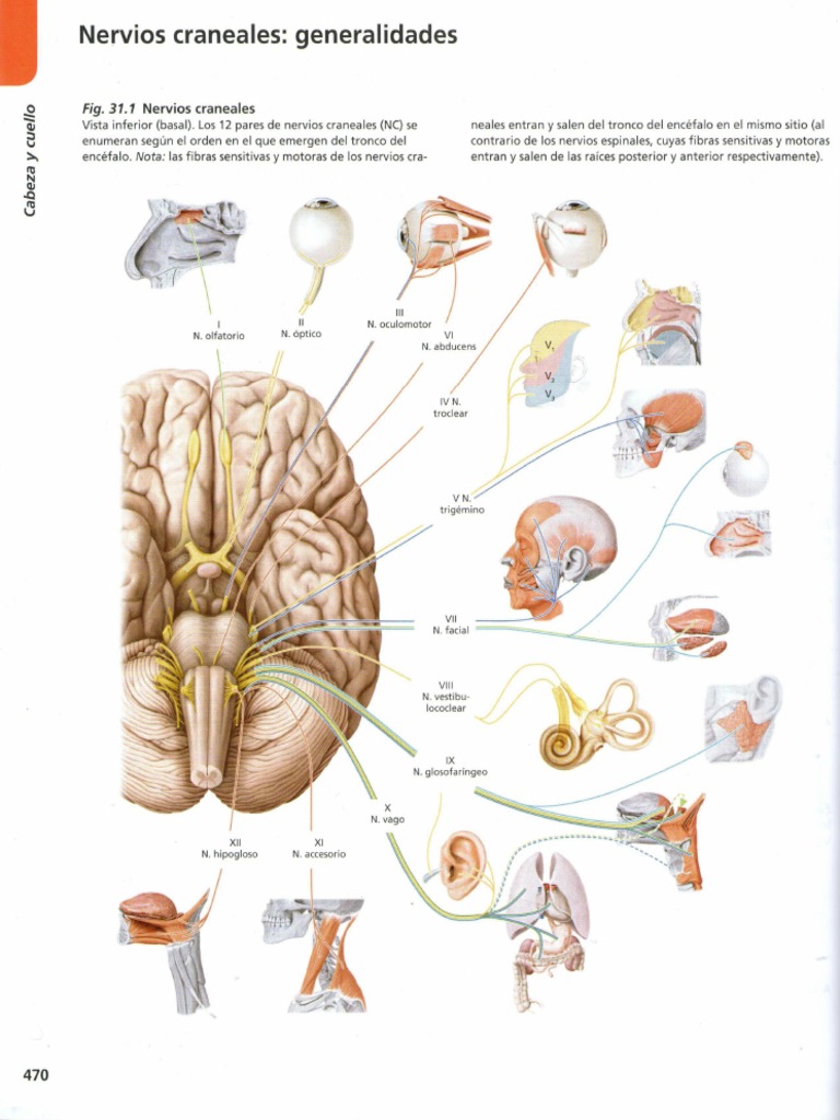Prometheus-Atlas de Anatomía, 1a Ed., 2008 | PDF