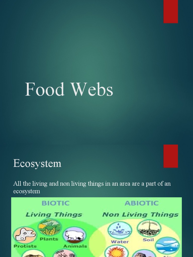 Food Web | PDF | Food Web | Ecosystem