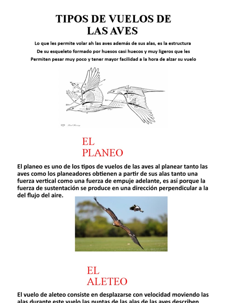 Tipos de Vuelos de Las Aves | PDF