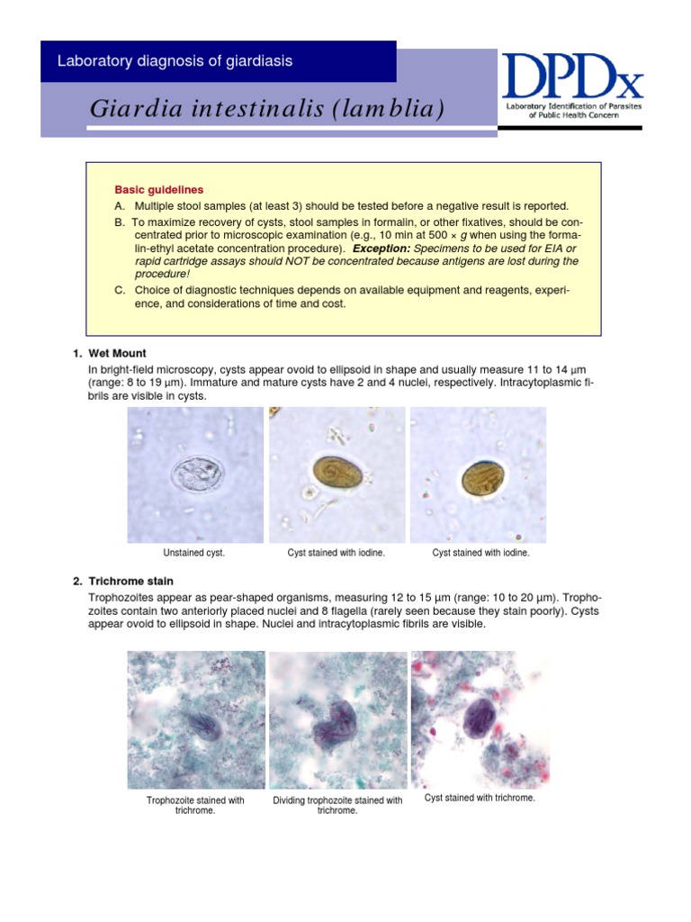 Giardia Intestinalis (Lamblia) : Laboratory Diagnosis of Giardiasis ...