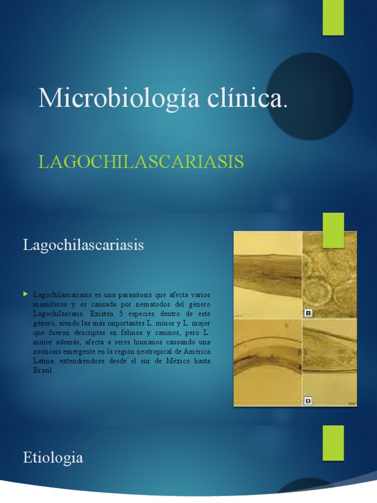 Lagochilascariasis en humanos: síntomas y transmisión | PDF | Medicina ...