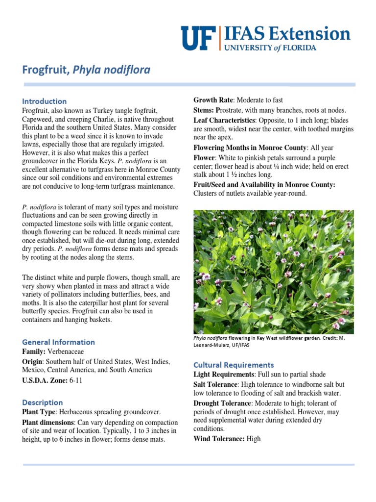 Frogfruit, Phyla Nodiflora: P. Nodiflora Is Tolerant of Many Soil Types ...