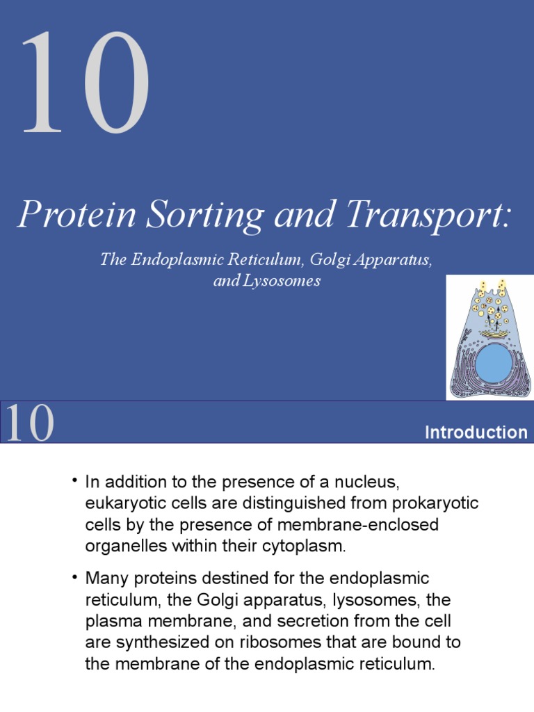 Protein Sorting and Transport:: The Endoplasmic Reticulum, Golgi Apparatus, and Lysosomes | PDF ...