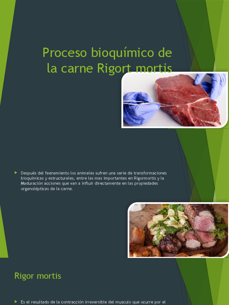 Procesos Bioquímicos de La Carne | PDF
