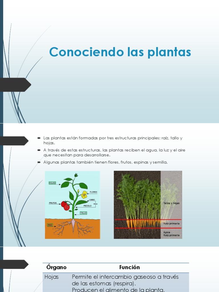 Conociendo Las Plantas | PDF | Plantas | Ligero