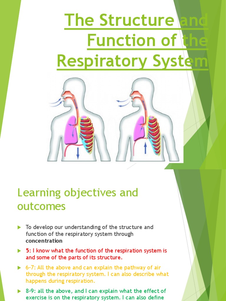 The Structure and Function of The Respiratory System | PDF ...