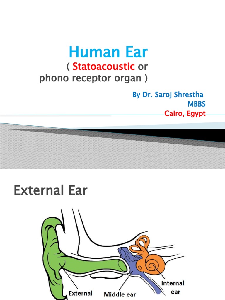 Human-Ear | PDF | Ear | Neurology
