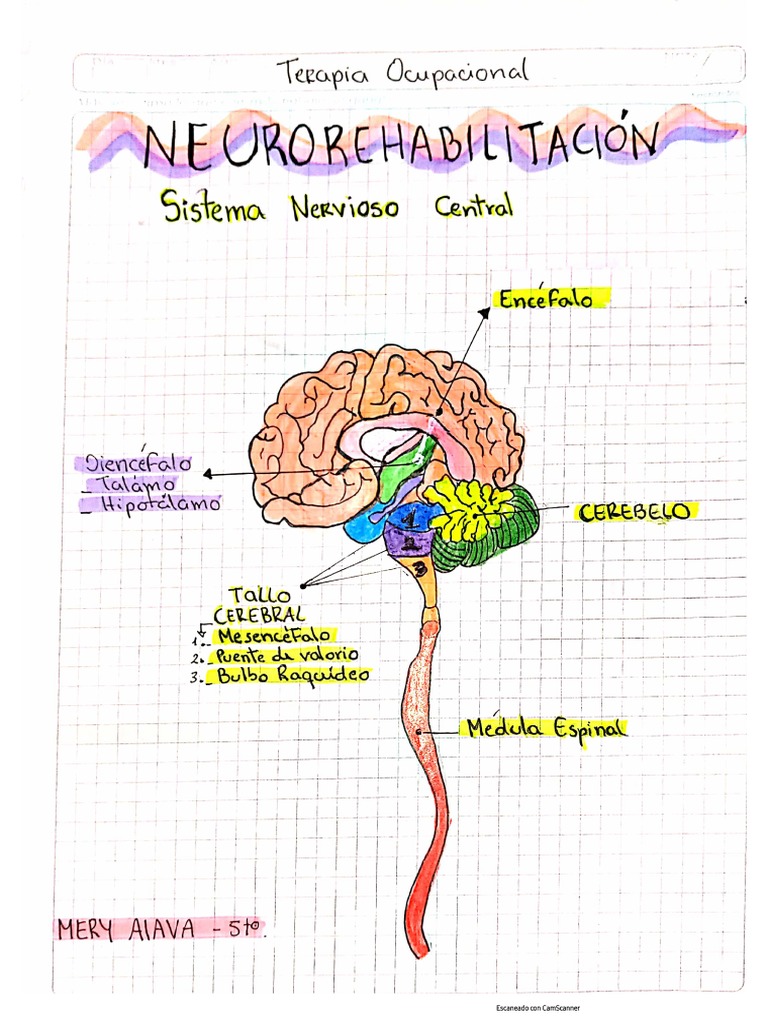 SNC Y SNP Dibujo Mery Alava | PDF
