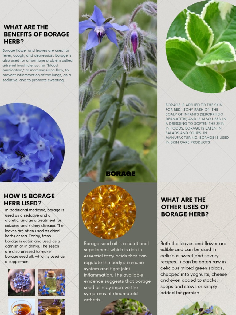 What Are The Benefits of Borage Herb? | PDF | Medical Specialties ...
