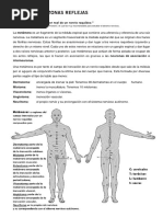 Metámera: Estructura y Funciones Nerviosas | PDF