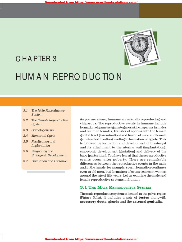 NCERT Class 12 Biology Human Reproduction | PDF | Menstrual Cycle ...