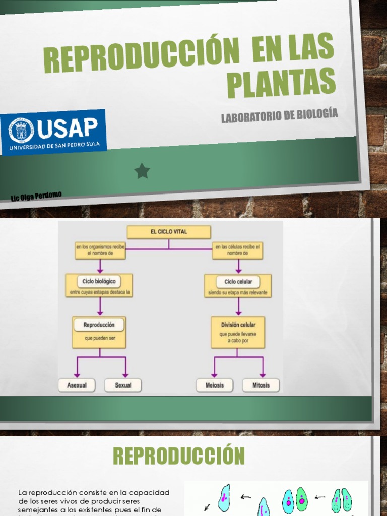 Reproducción Sexual y Asexual en Plantas | PDF | Flores | Reproducción