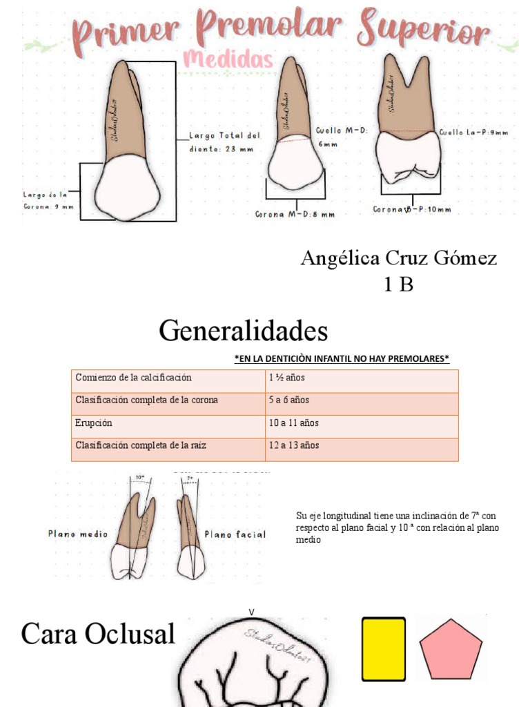 Primer Premolar Superior | PDF | Ramas de Odontología | Boca