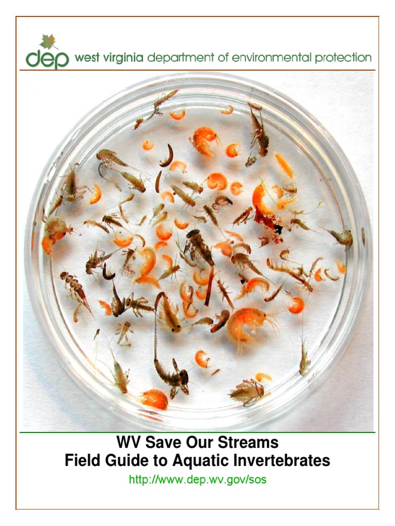 Field Guide to Aquatic Invertebrates | PDF | Beetle | Abdomen