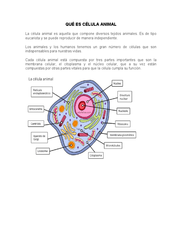 Celula Animal y Vegetal | PDF