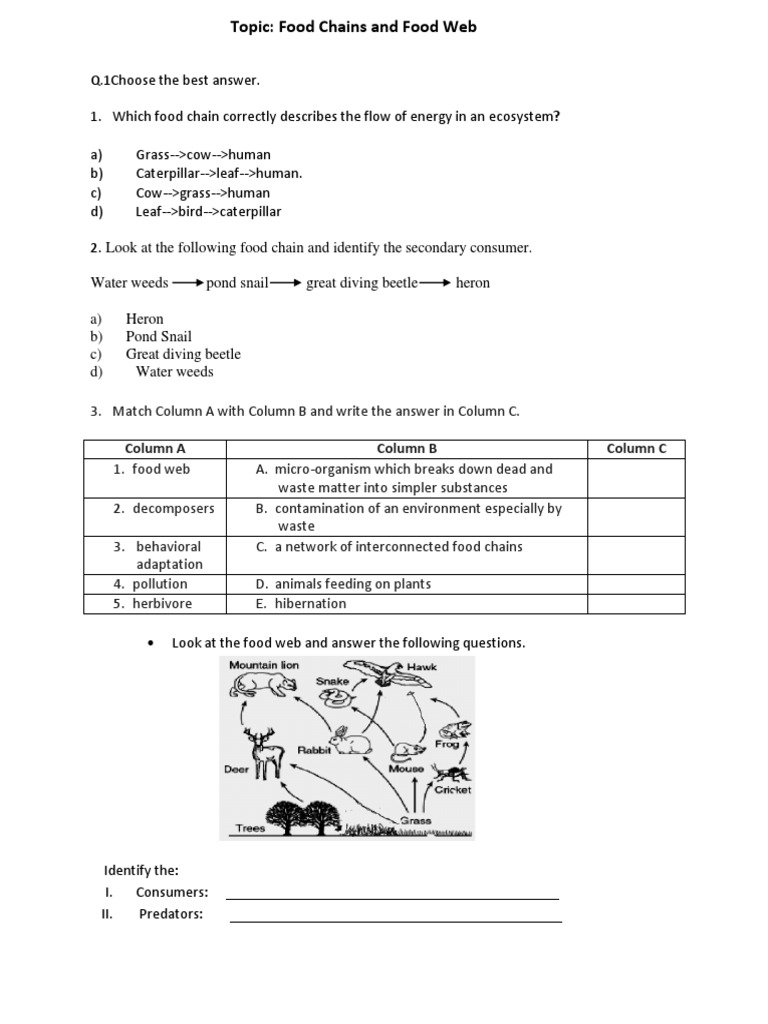 Food Chains and Webs | PDF