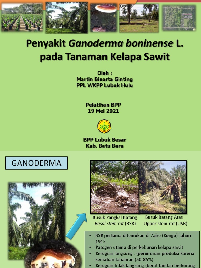 Presentasi Penyakit Ganoderma Pada Tanaman Kelapa Sawit | PDF