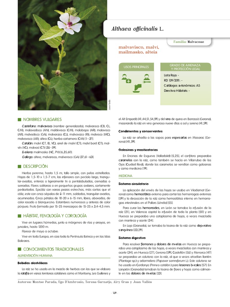 Althea Officinalis | PDF | Plantas | Botánica