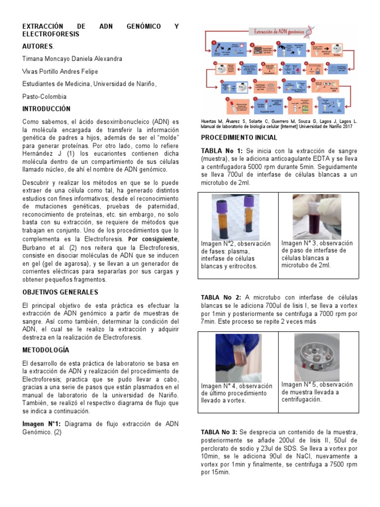 Extraccion de Adn Genomico y Electroforesis 1 | PDF | Adn | Proteínas