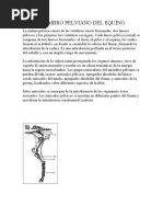 Anatomía del húmero en perros | PDF | Codo | Sistema esquelético