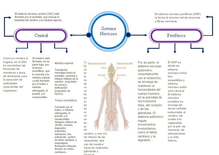 SNC SNP Mapa | PDF | Sistema nervioso | Cerebro