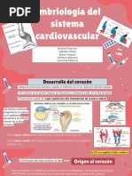 Formación Del Asa Cardiaca | PDF | Corazón | Órgano (anatomía)