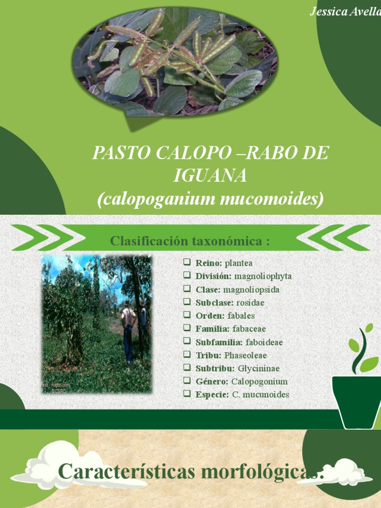 Pasto Calopo - Rabo de Iguana | PDF