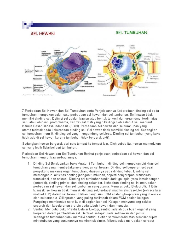 Perbedaan Sel Hewan Dan Sel Tumbuhan | PDF