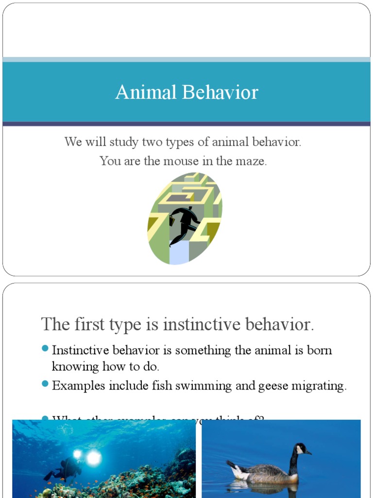 Animal Behavior Powerpoint | PDF | Self-Improvement