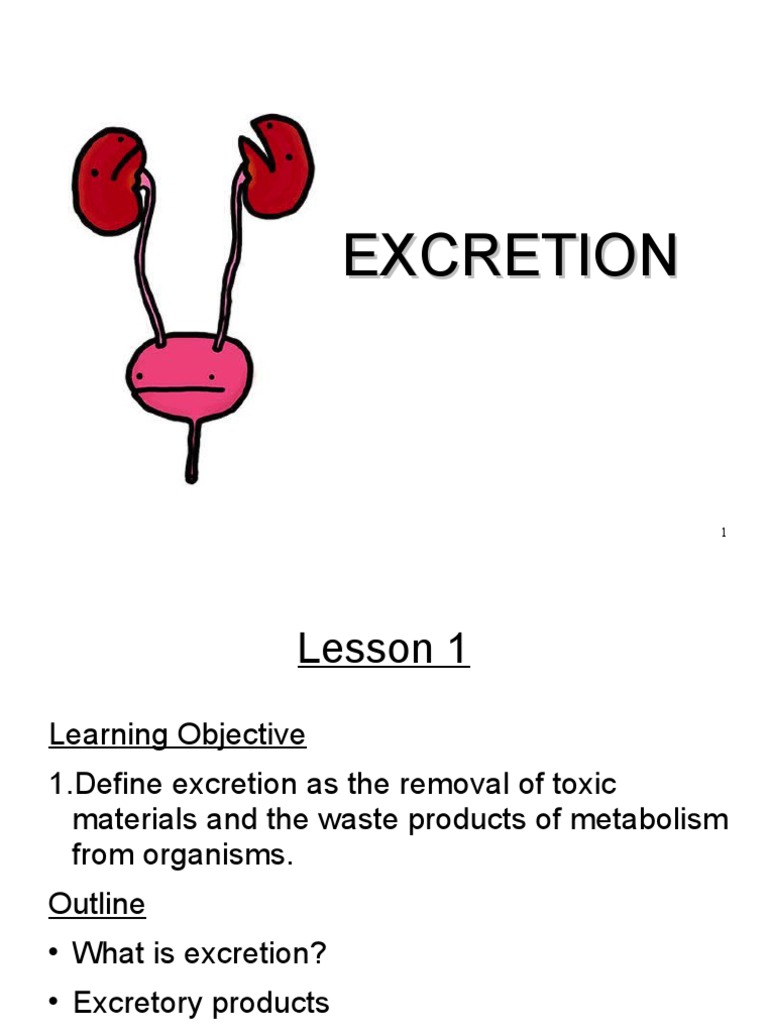 Excretion | PDF | Kidney | Excretion