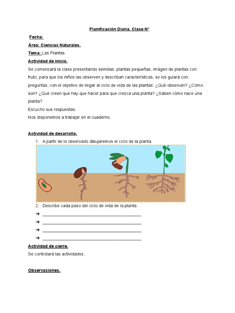 Hoja De Trabajo Sobre El Ciclo De Vida De Una Semilla Tipos De