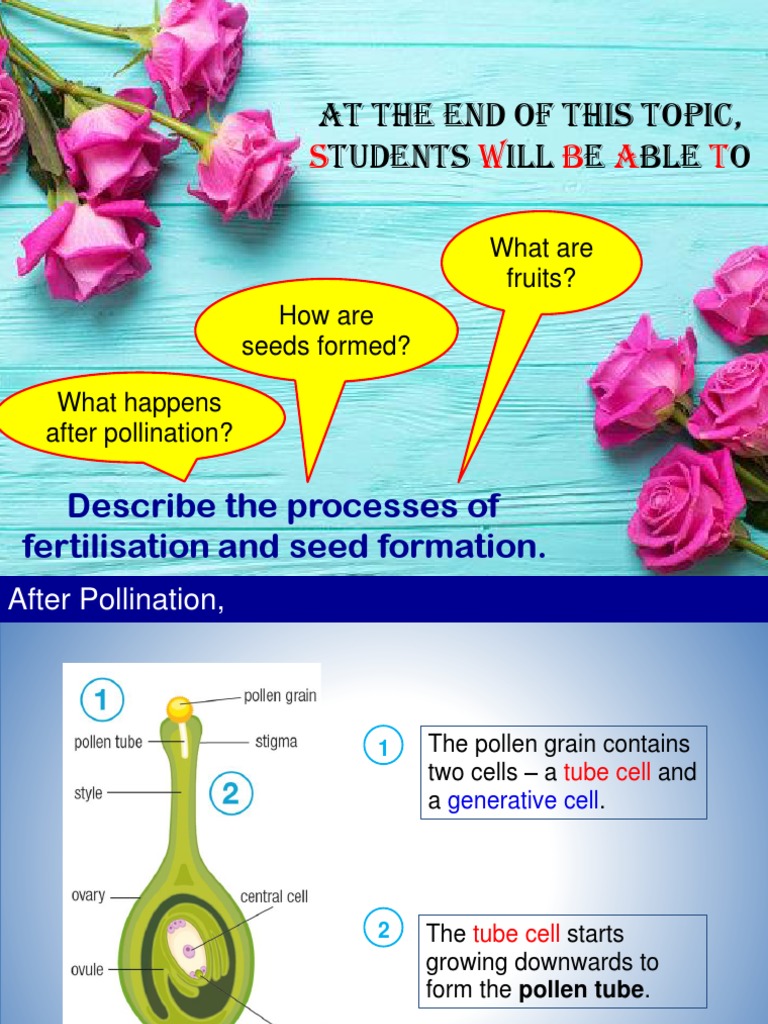 2 3 Fertilisation And Seed Formation Pdf Fertilisation Seed