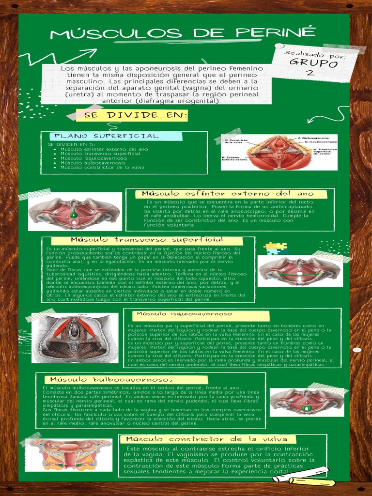 Infografía de Los Musculos Del Perine | PDF | Sistema ...