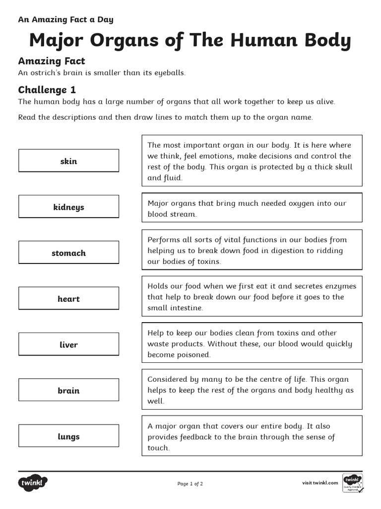 Major Organs of the Human Body Worksheet | PDF | Human Body | Blood