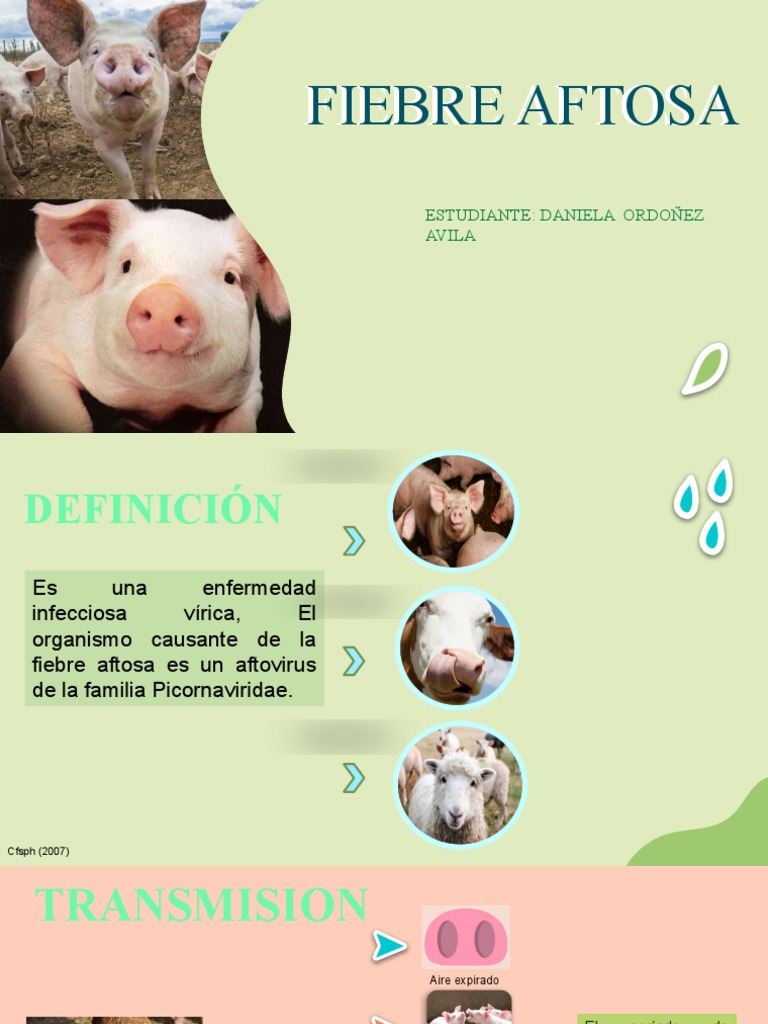 Fiebre Aftosa en Porcinos | PDF | Especialidades Medicas | Medicina