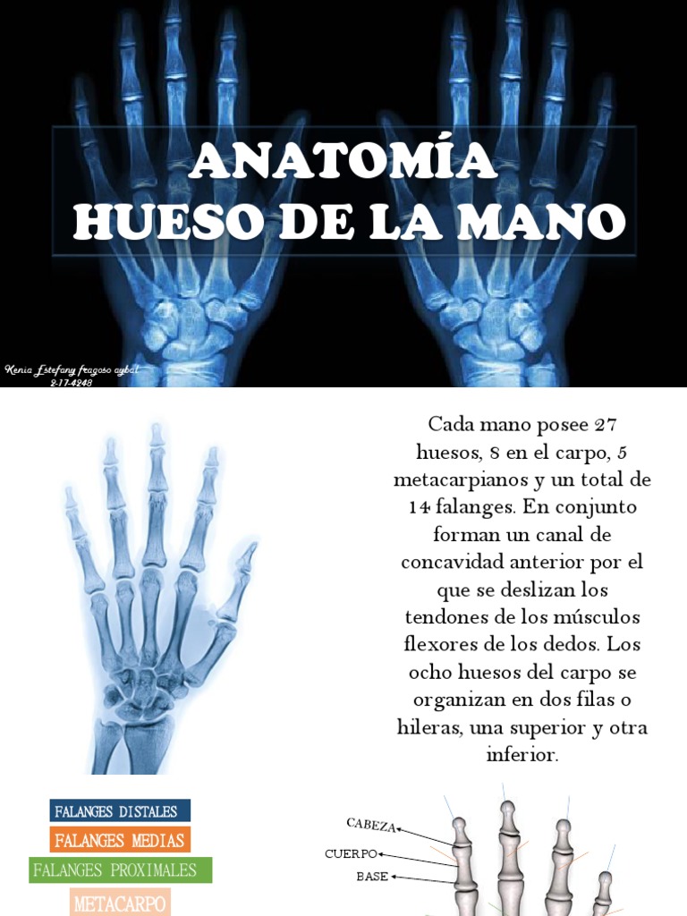 Anatomía Hueso de La Mano | PDF | Mano | Anatomía humana