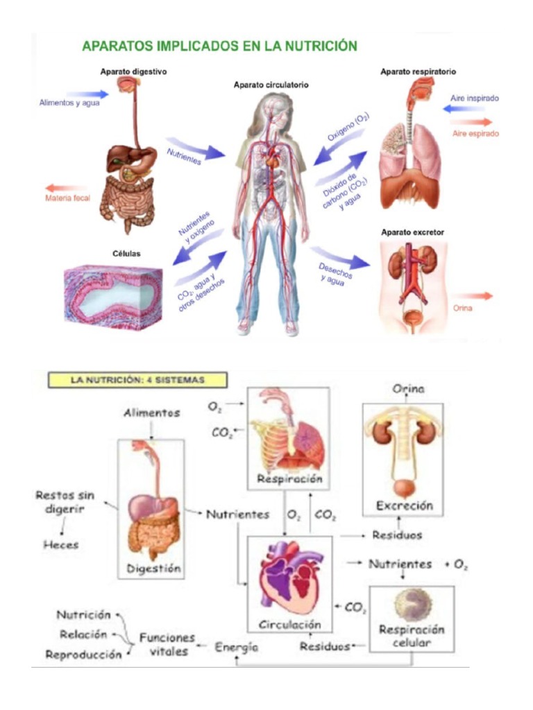 Aparatos y Sistemas en La Nutrición | PDF