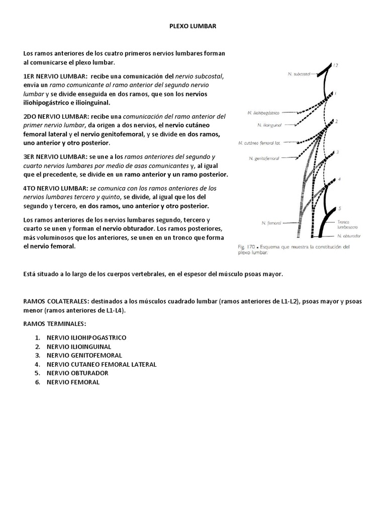 Plexo Lumbar, Sacro, Pudendo y Coccigeo | PDF | Abdomen | Anatomía humana