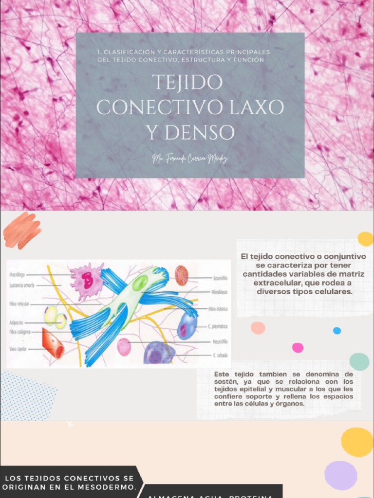 Tejido Conectivo Laxo y Denso | PDF