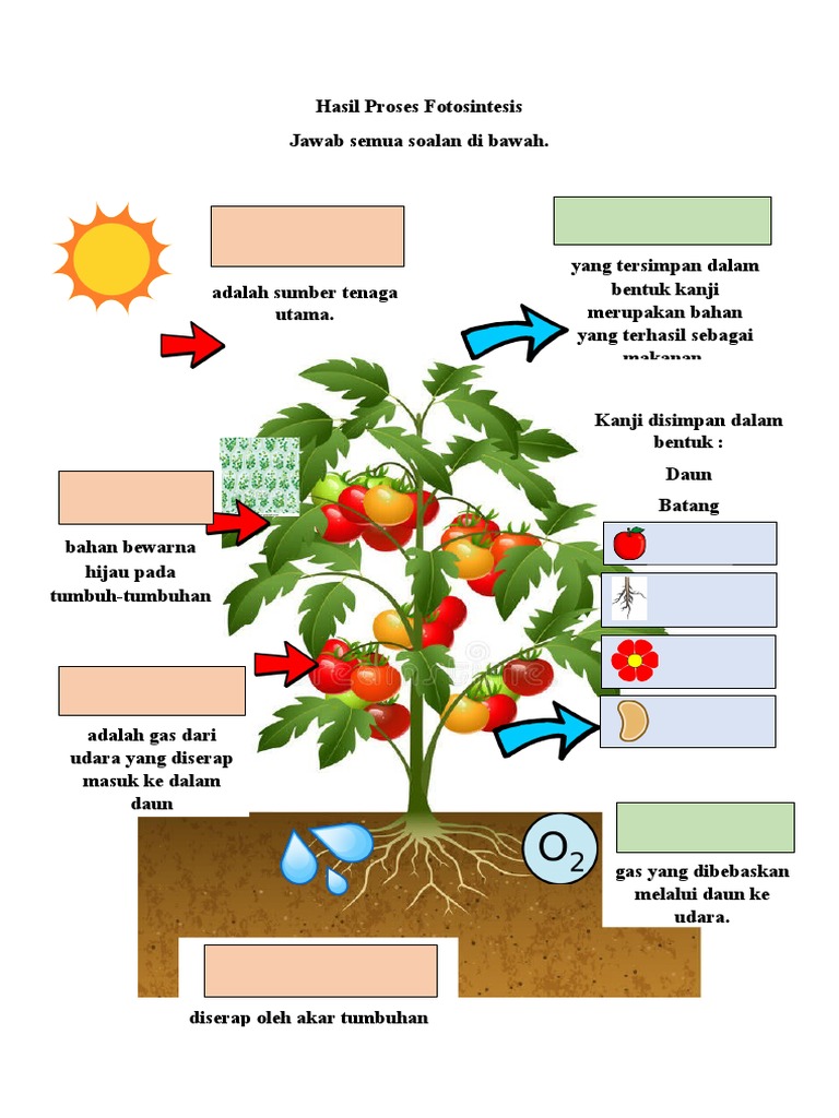 Hasil Proses Fotosintesis | PDF