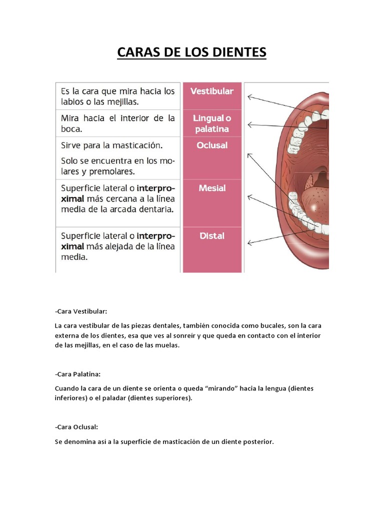 Caras Dentales: Tipos y Descripciones | PDF | Artes del Lenguaje y ...