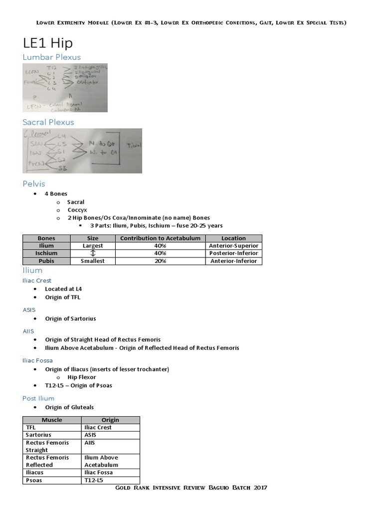 17 Lower Extremity (FINAL) | PDF | Pelvis | Human Leg