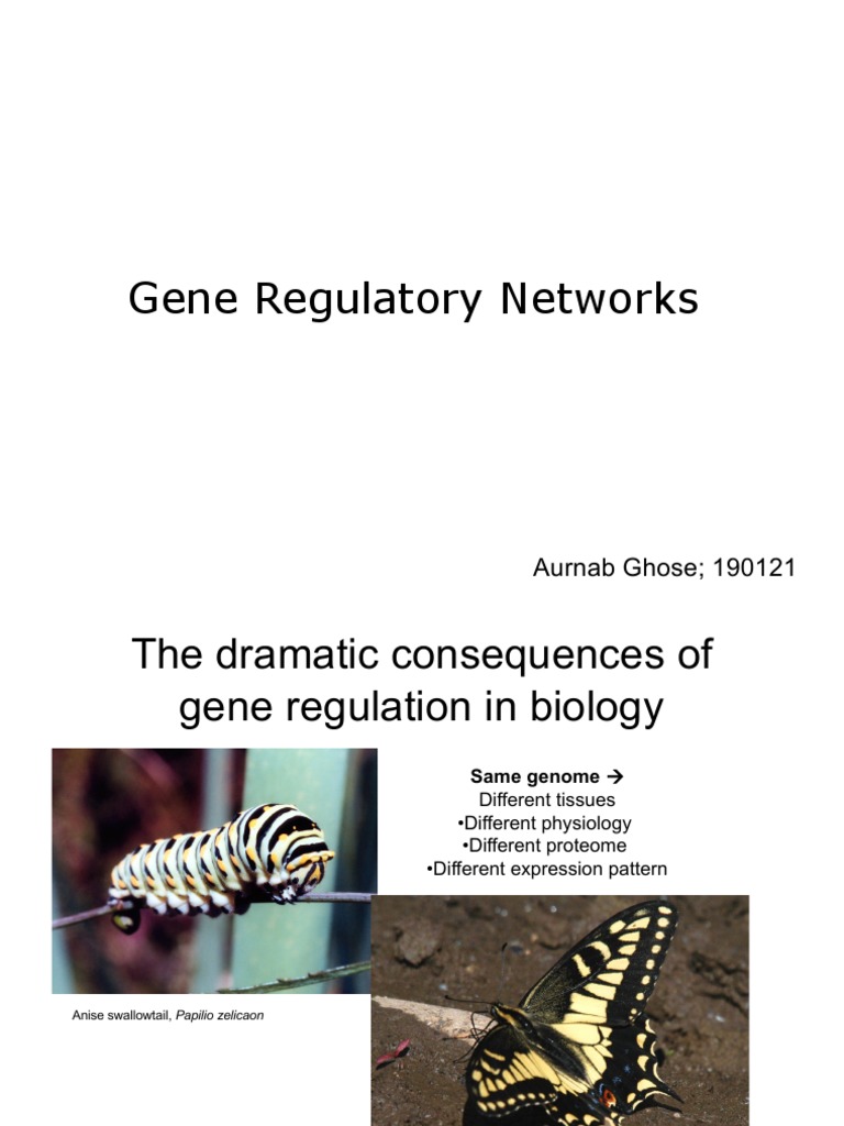 BIO202 07 Gene Regulation Networks | PDF | Gene | Gene Expression