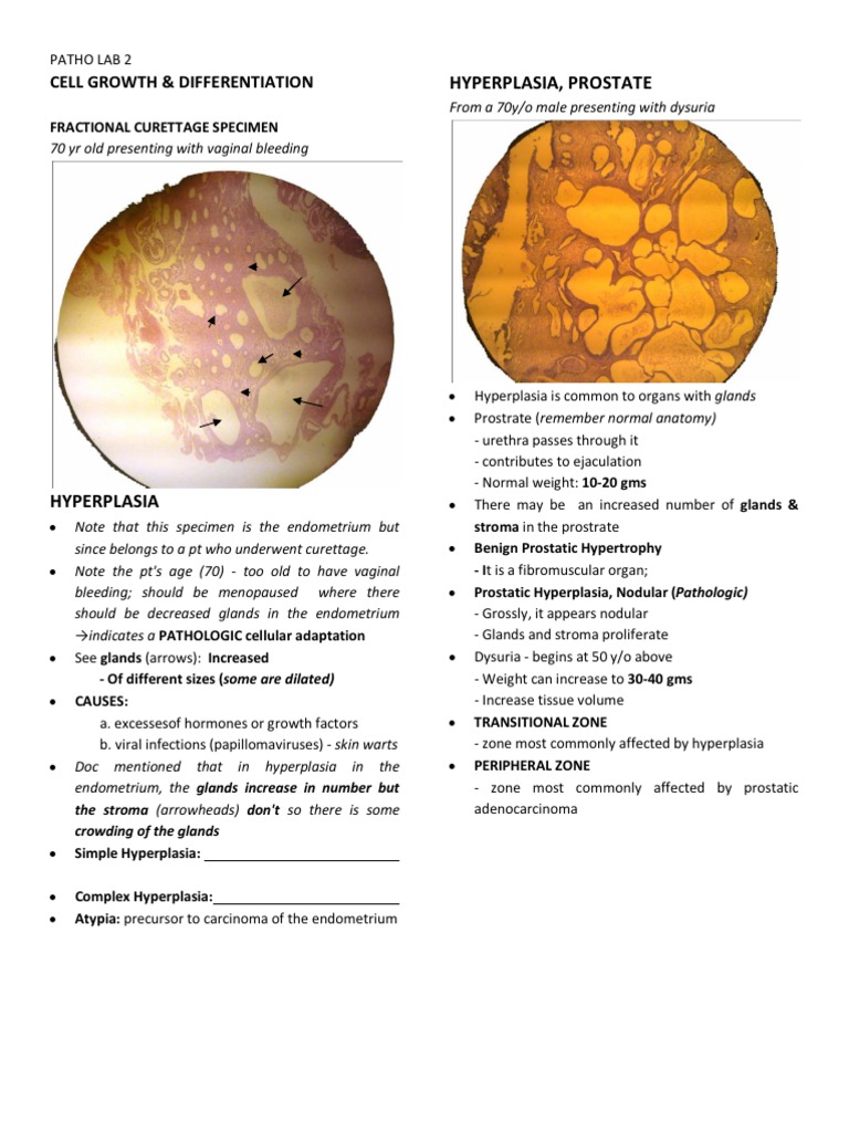 Cell Growth Differentiation | PDF